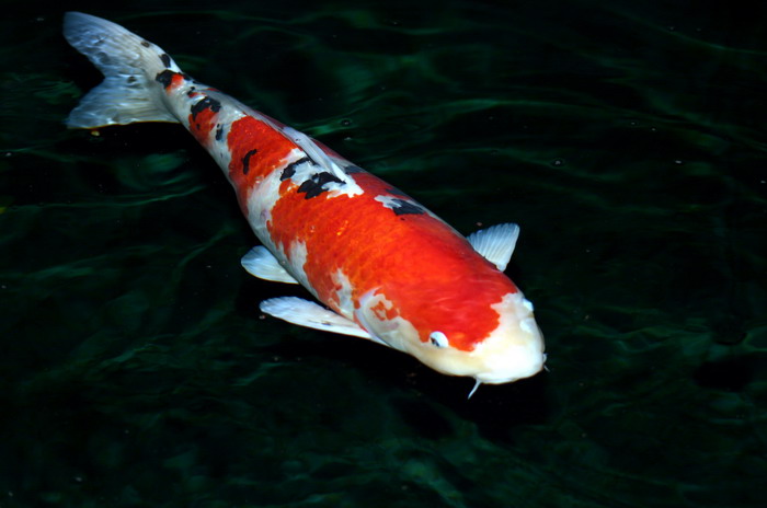 Koi-farm le spécialiste Suisse du Koï