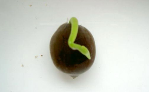 LA plantation du Lotus